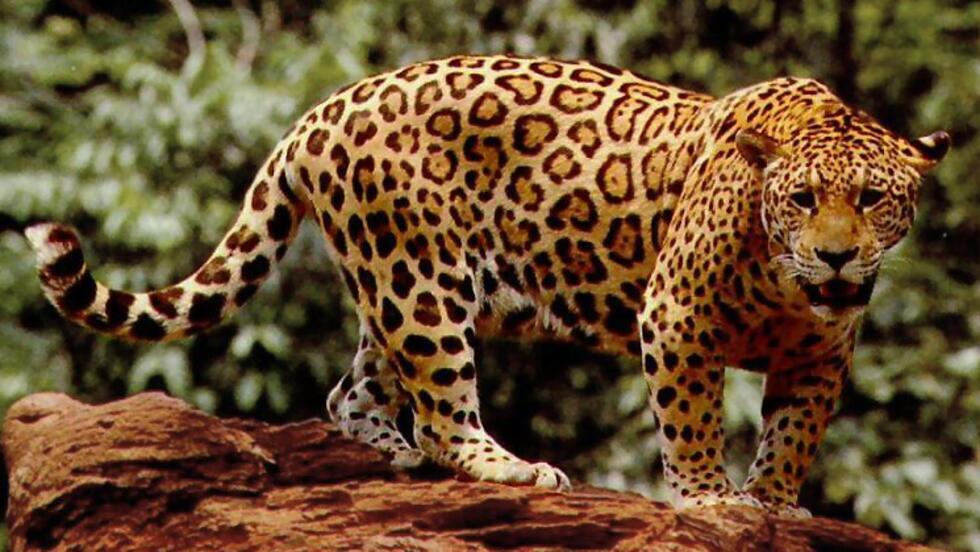 80% das onças-pintadas somem da Mata Atlântica em 15 anos - Planeta Verde