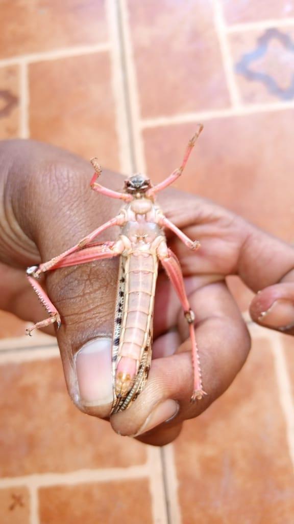 Locusts threaten food security in Horn of Africa