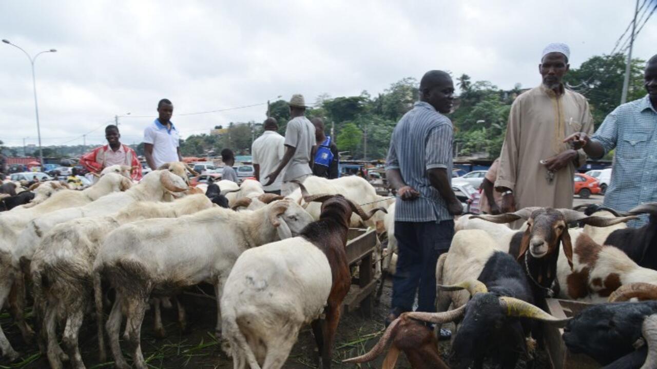 Niger: alerte sur la consommation excessive de bois pour les grillades ...