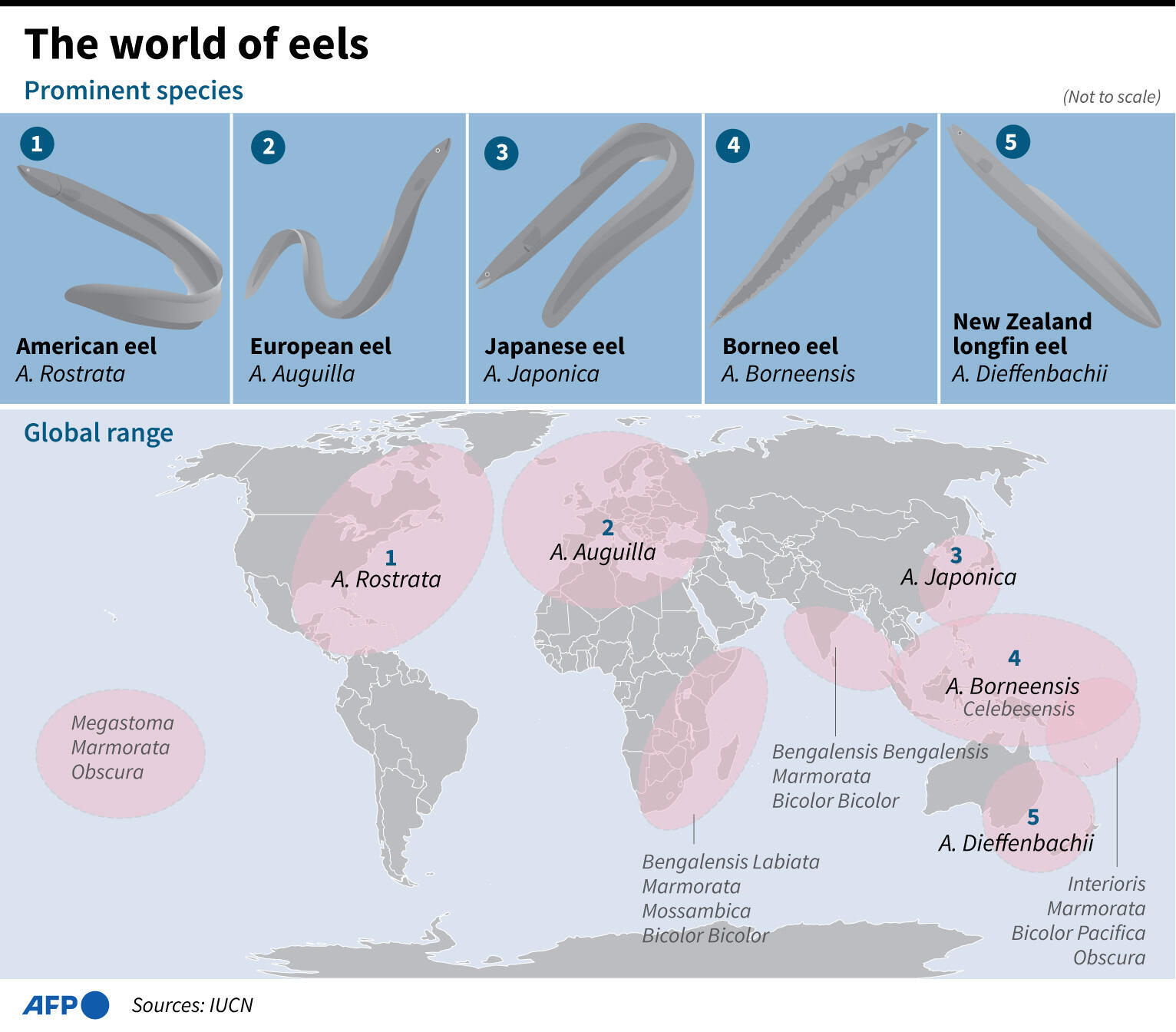 'More money than drugs or guns': the illegal eel trade