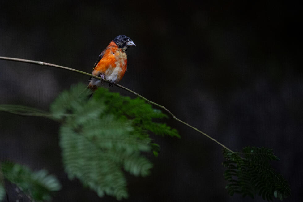 Dar nuevas alas al cardenalito de Venezuela para sobrevolar la extinción