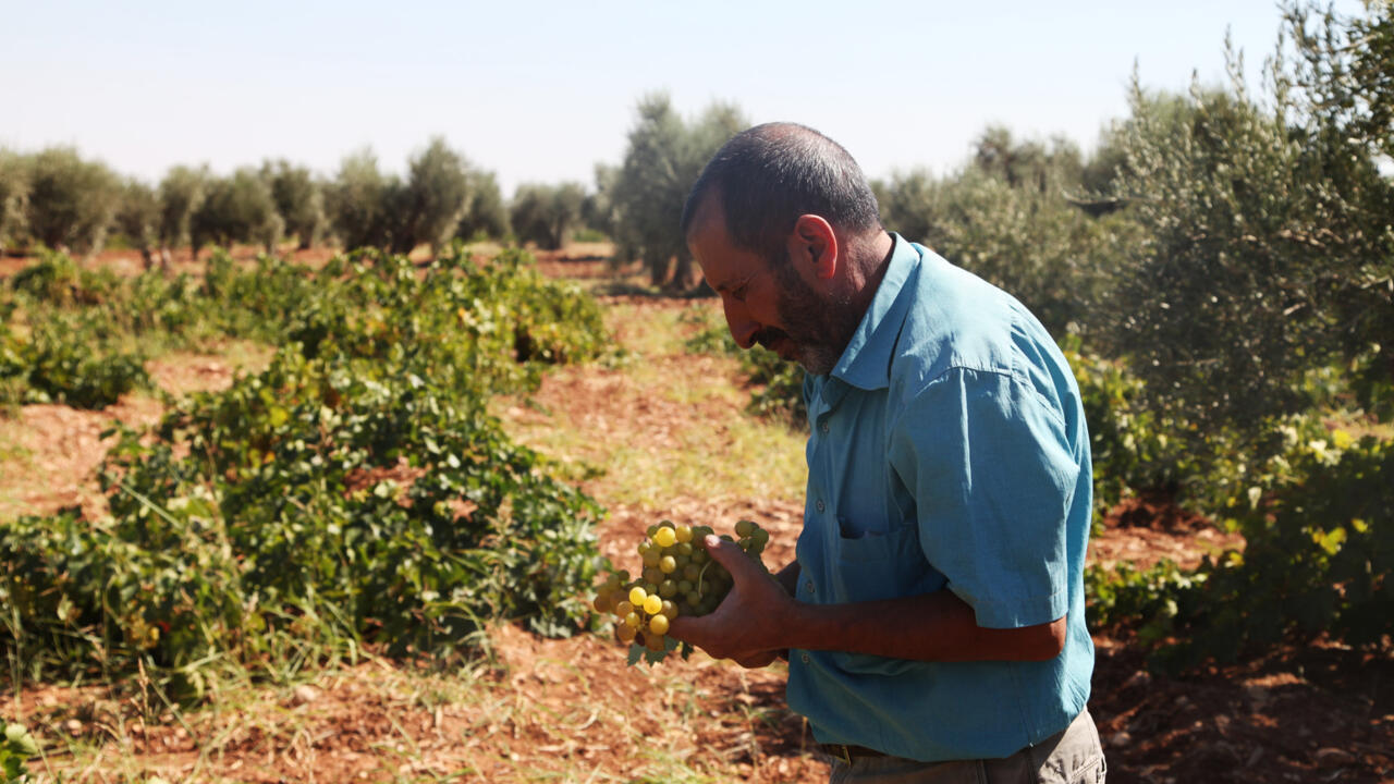 Syrian workers exploited on Turkish grape farms