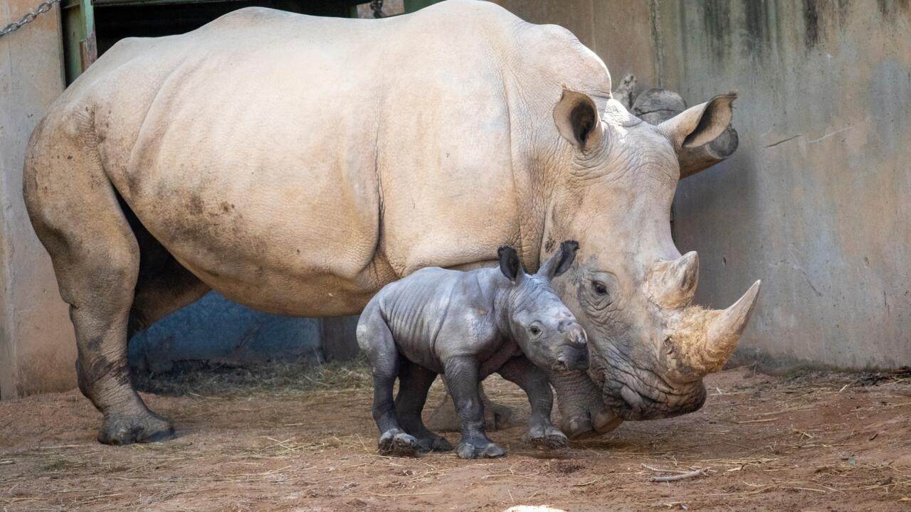 Bucurie la Zoo Bioparc Valencia: s-a născut un pui de rinocer - RFI