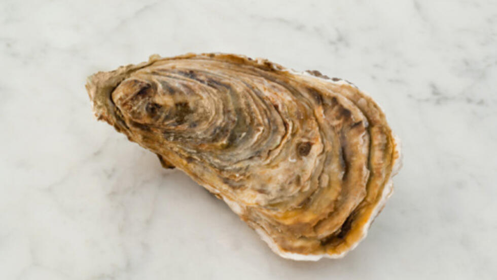 Les bébés huîtres meurent à la pelle