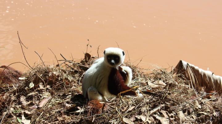 Madagascar: quatre espèces de lémuriens dans la liste des primates les ...