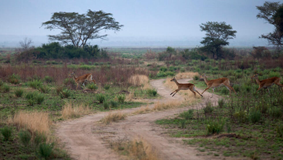 Parc national des Virunga en RDC: la mise en garde de l'ICCN