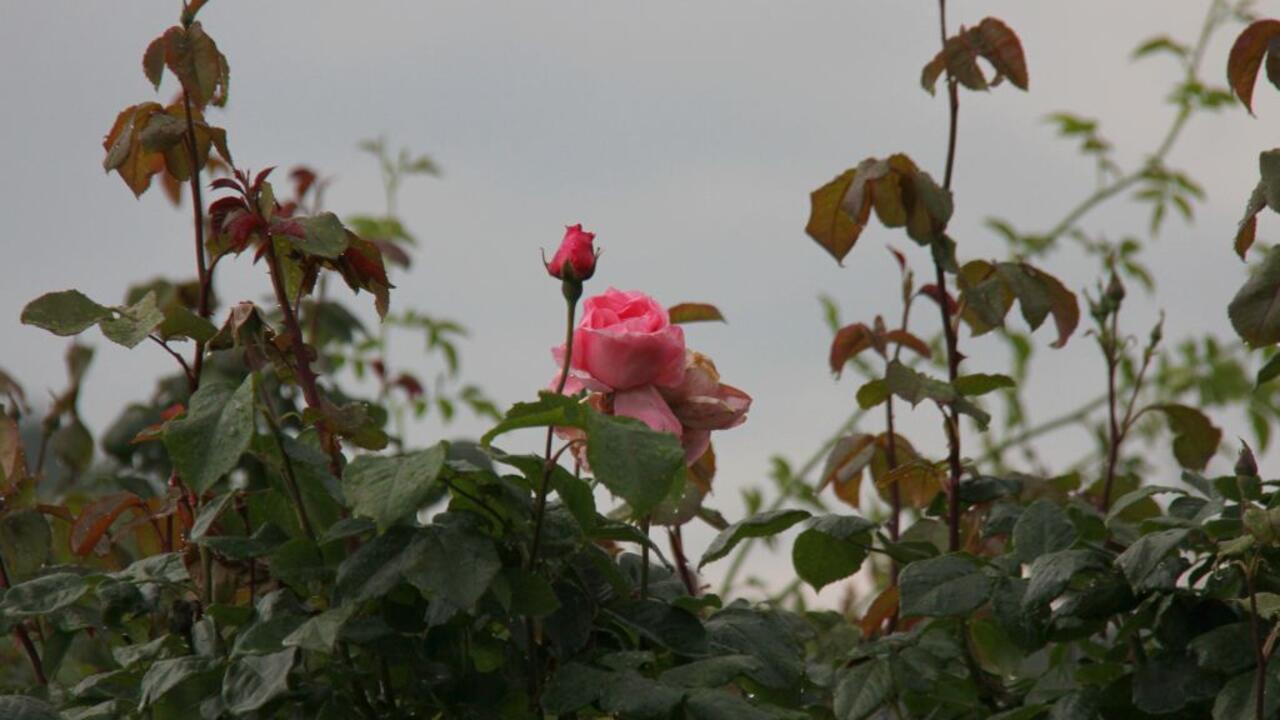 La Bulgarie vous en met plein les yeux