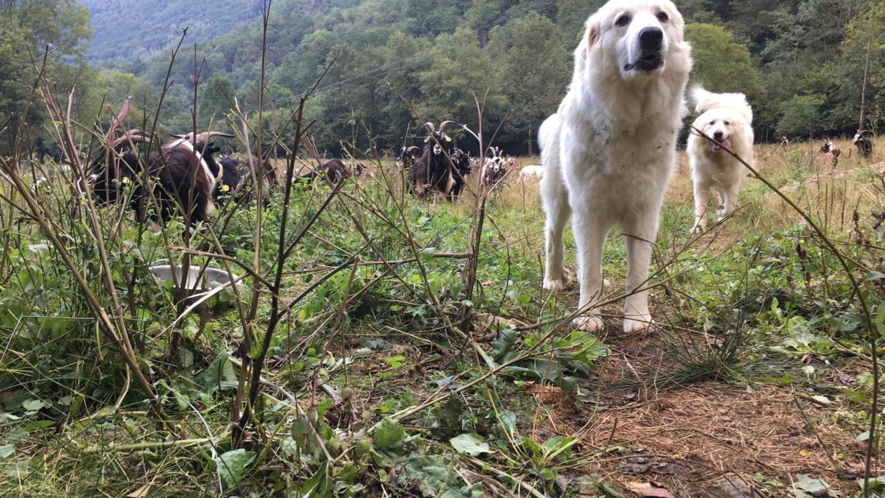Great Pyrénées dogs bred to protect flocks from bears: Pt.3 - RFI