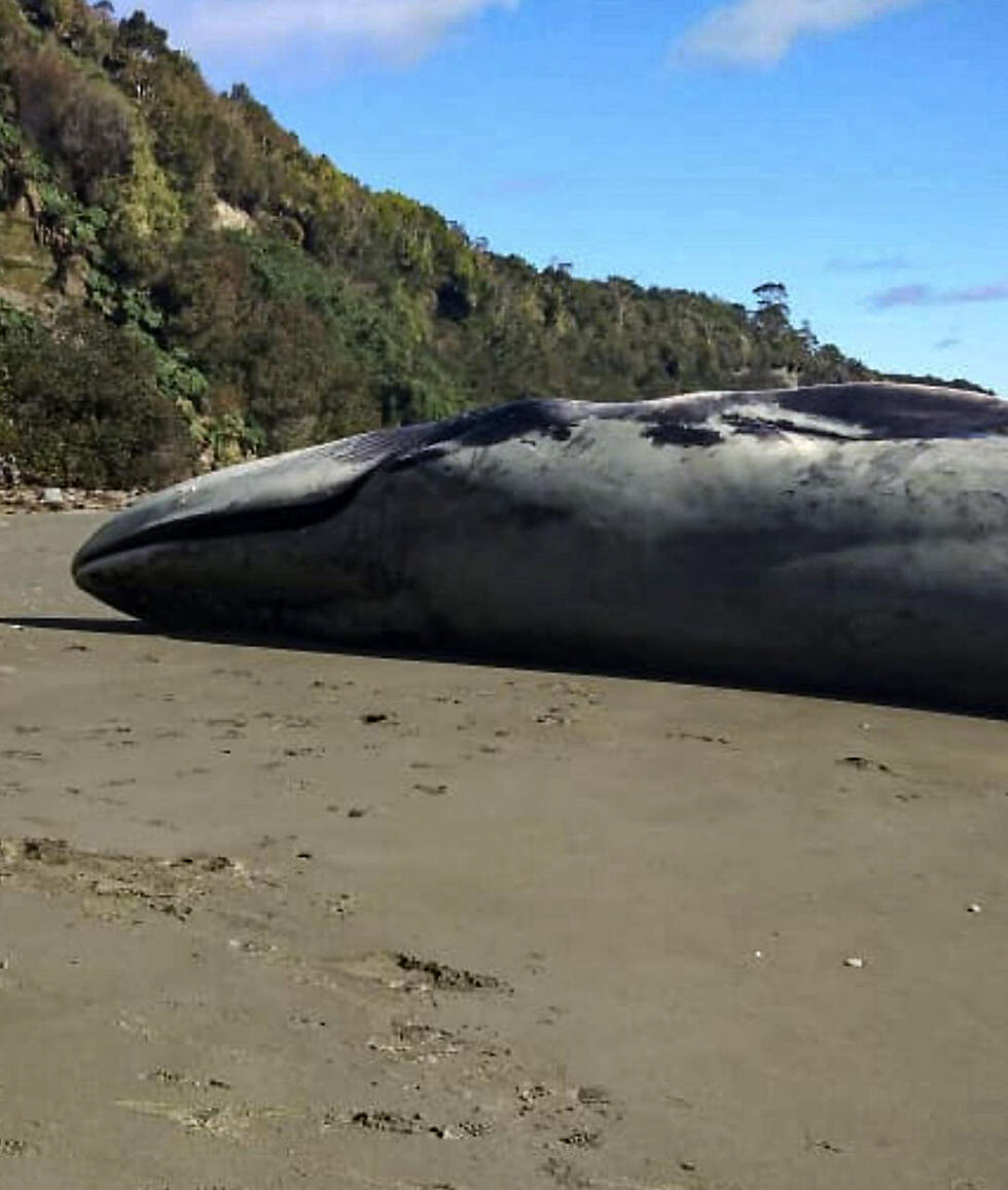 Huge blue whale washes ashore in southern Chile