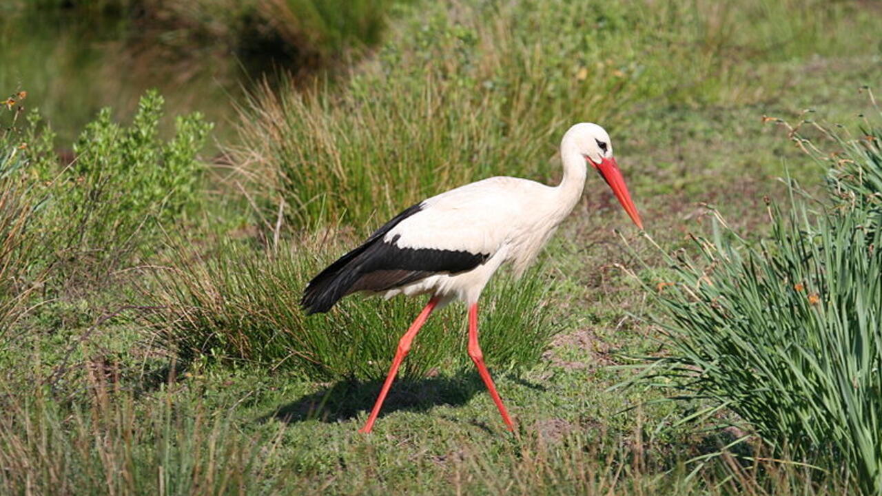 La cigogne et la canette de Coca - C'est dans ta nature