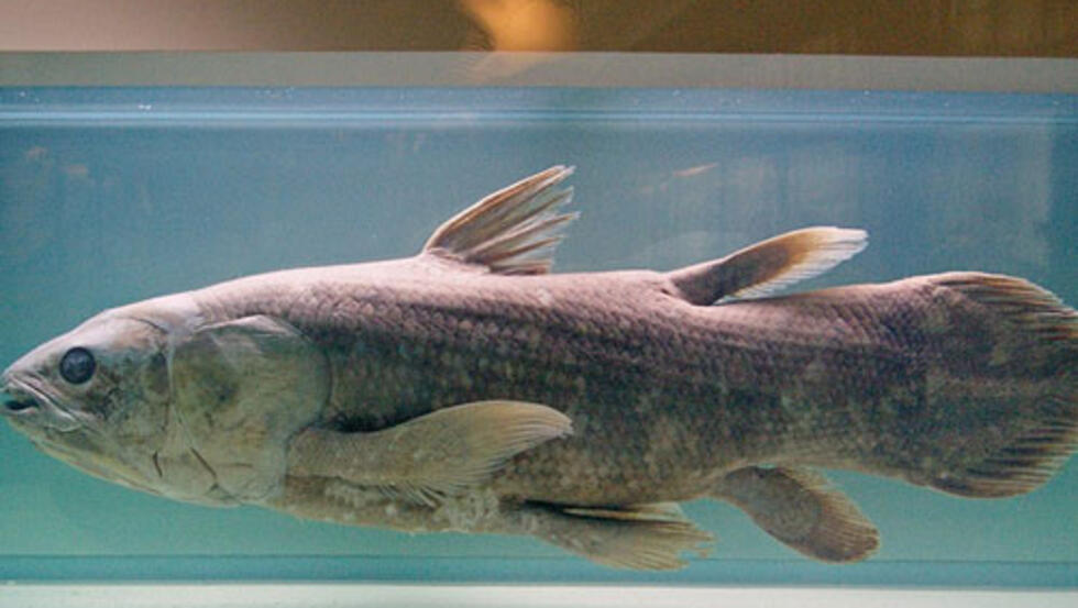 Comores : le cœlacanthe - Reportage Afrique