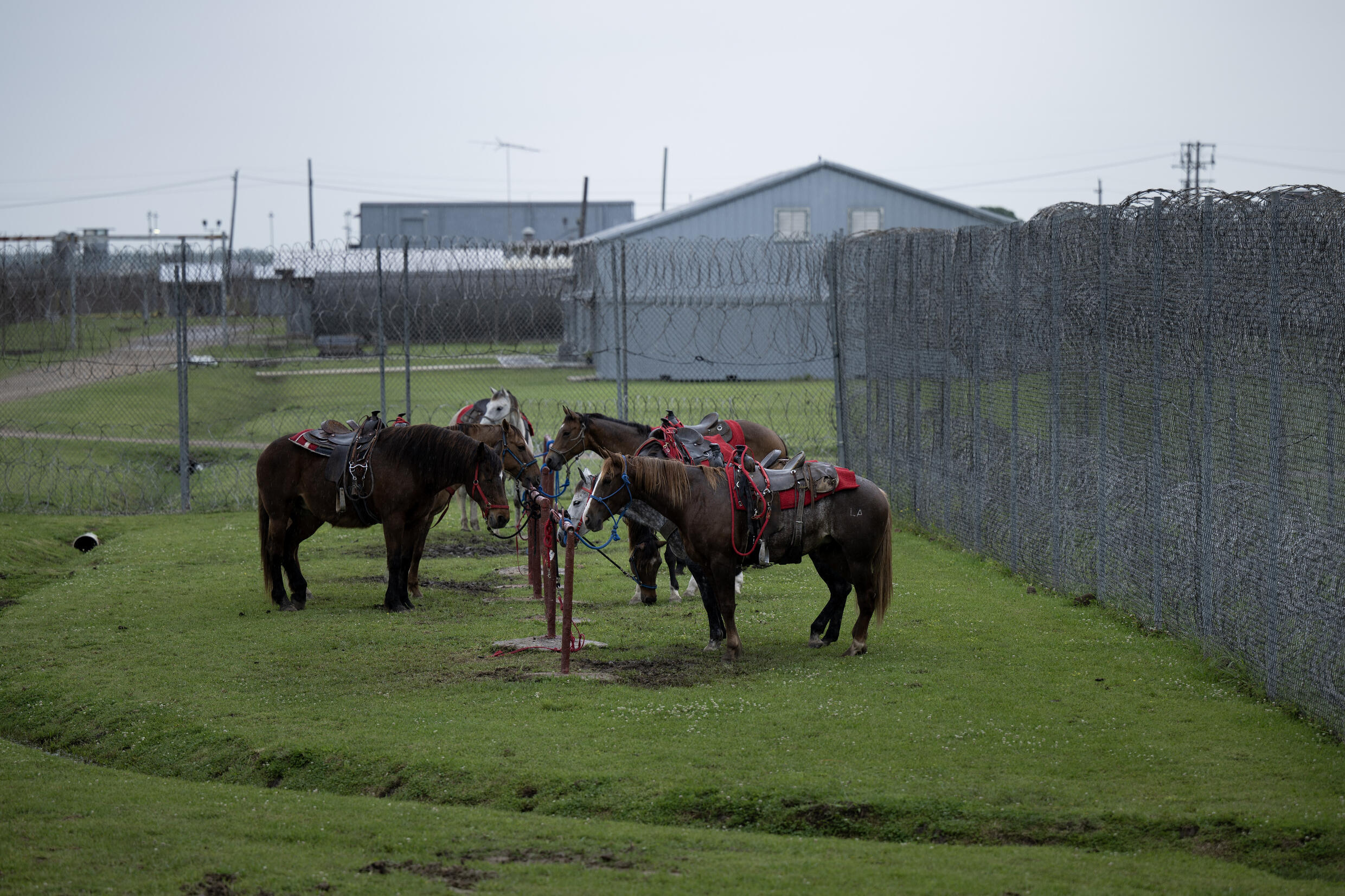 US prisoners compete in unique Louisiana rodeo
