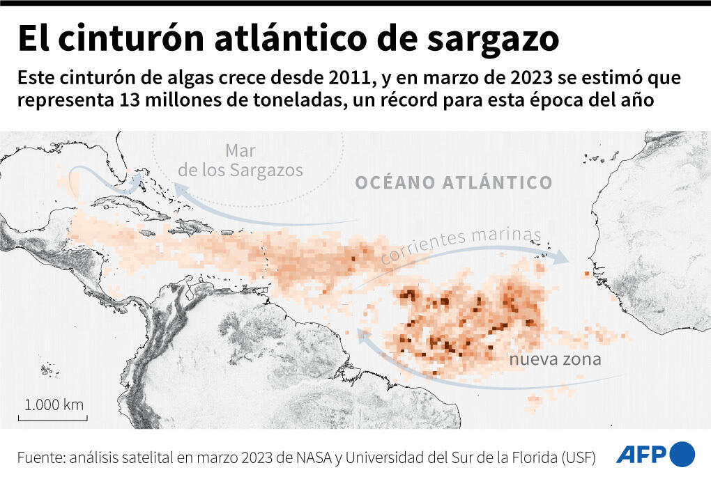 Sargazo, problema sin solución a la vista para la turística República ...