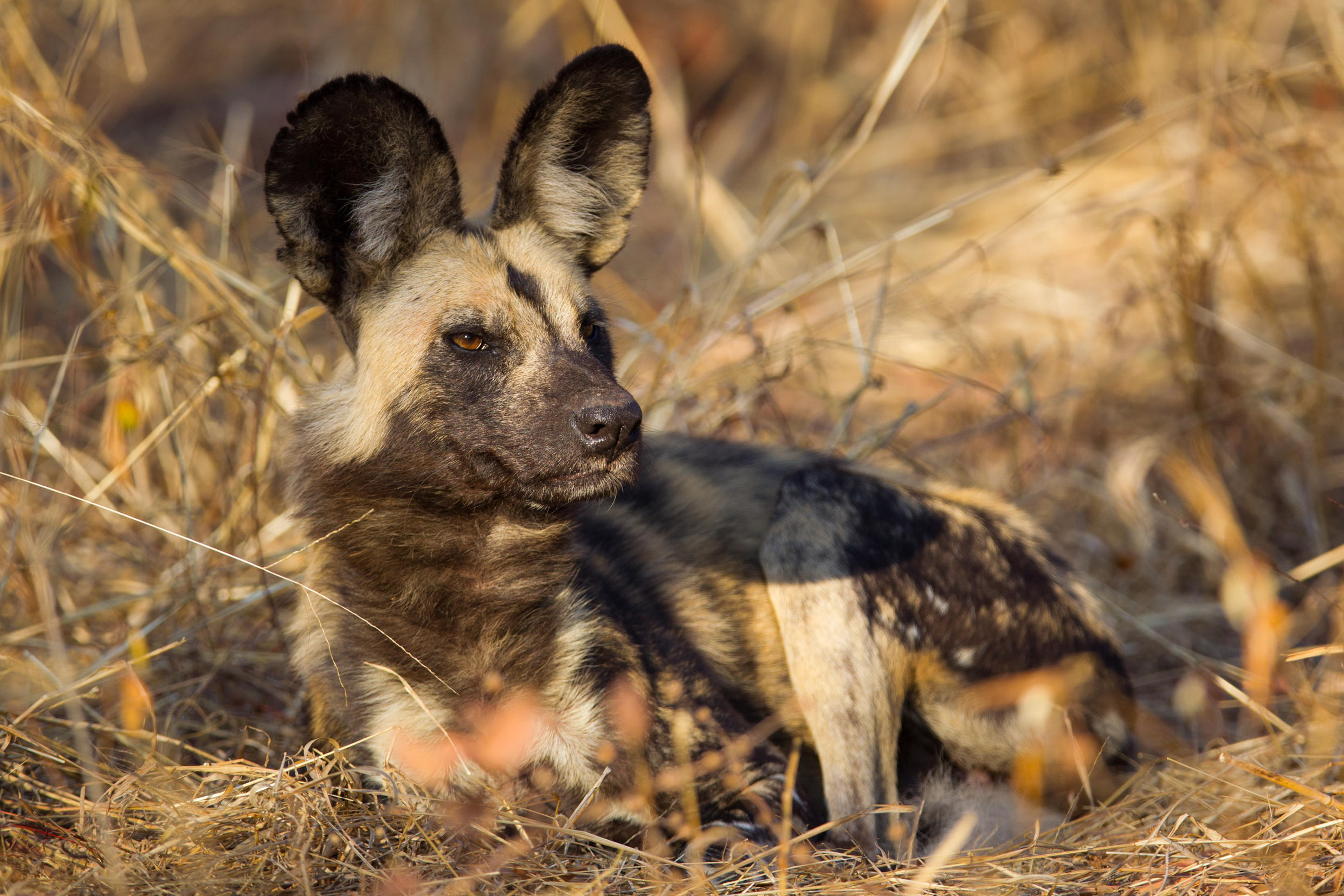 Zimbabwe painted dog populations plummet in Mana Pools National Park