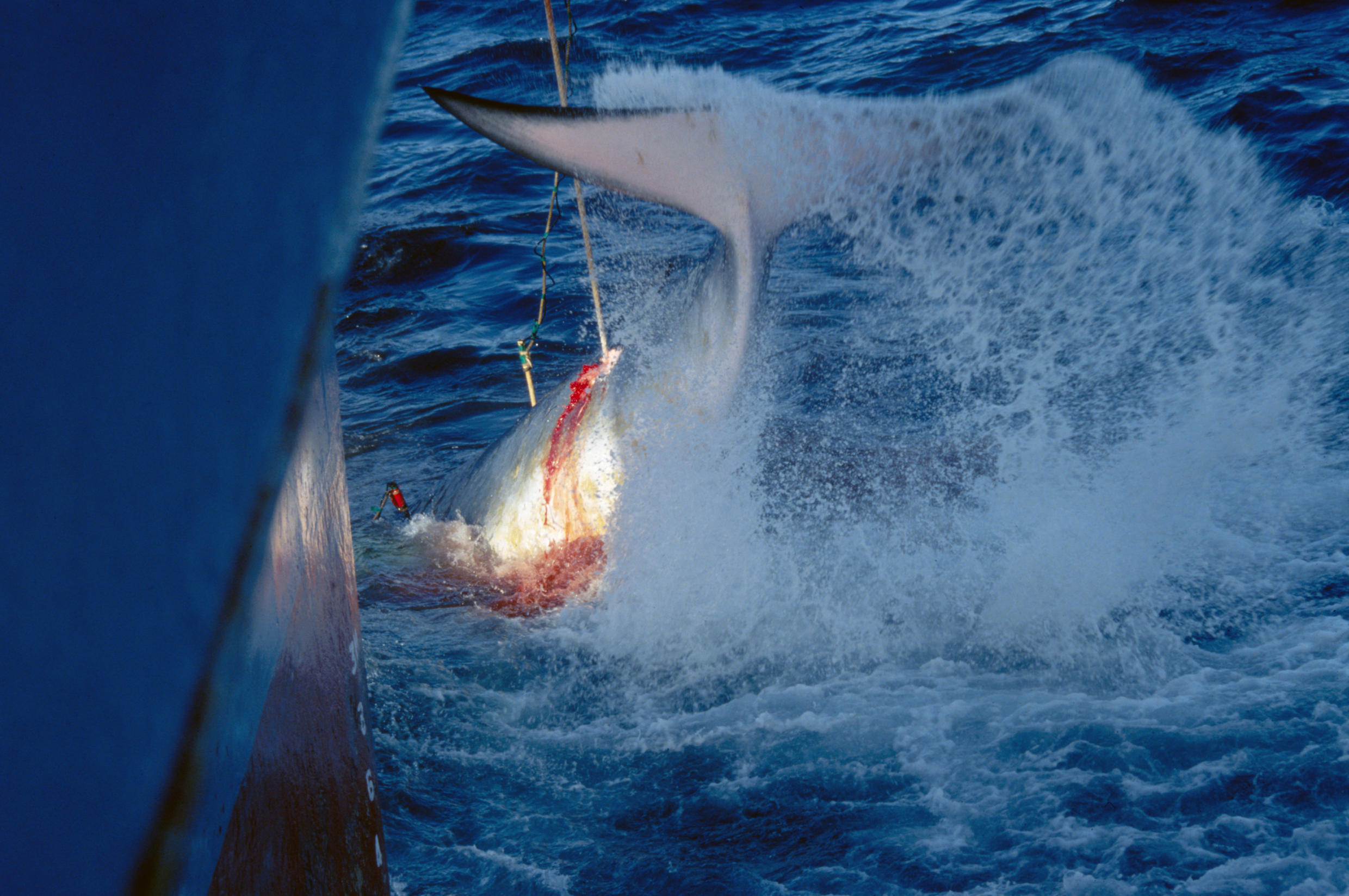 Les écologistes de Sea Shepherd partent à l'abordage des baleiniers ...
