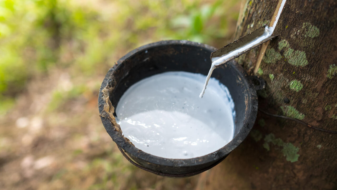 L'hévéa, un arbre de plus en plus important dans la vie économique des ...