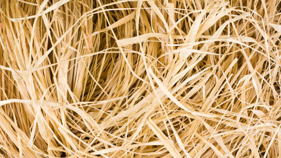 Congo-Brazzaville: le raphia, une fibre entrepreneuriale - Afrique économie