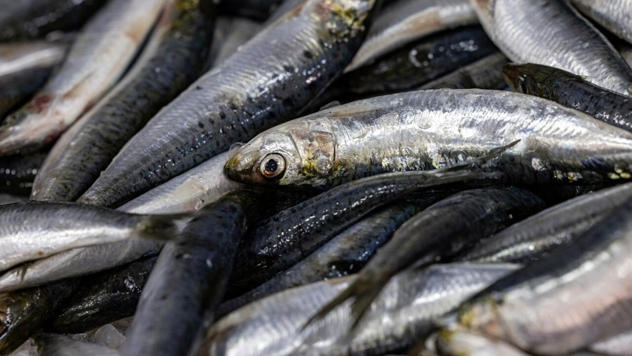 Almost half of fish sold in France is 'not from sustainable sources'