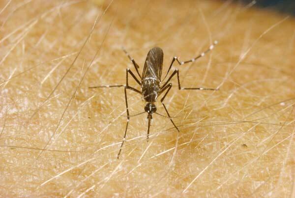 La Dengue, un problème de santé publique en Asie