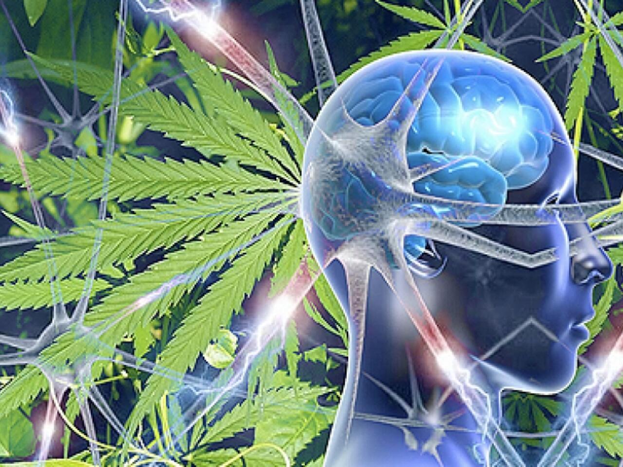 Efectos Del Cannabis En El Cerebro