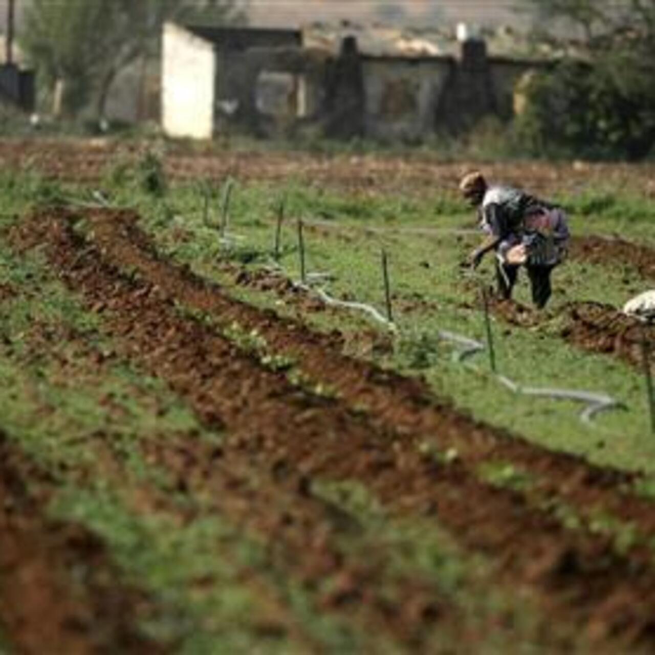 Subsistence Farming In Africa