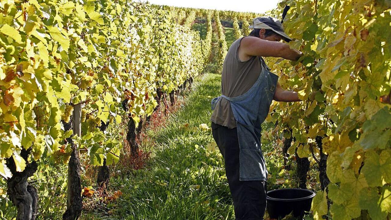 [Vidéo] La viticulture à travers le monde