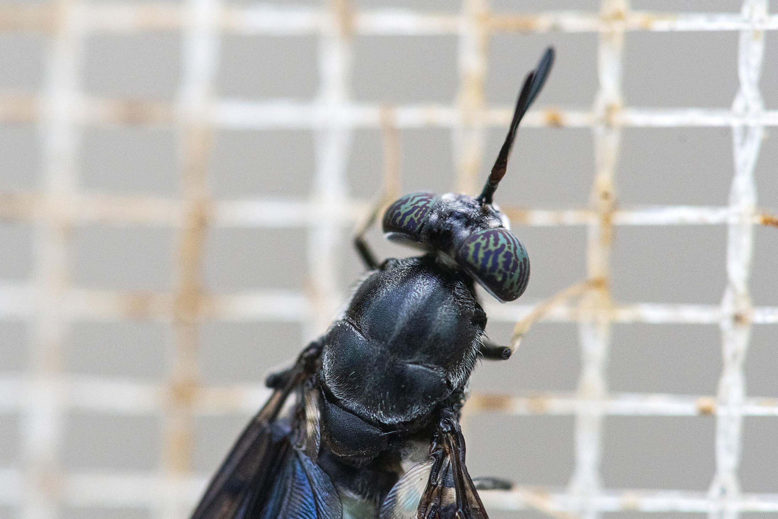 Larvas de mosca, alternativa sostenible de Costa Rica para alimentación ...