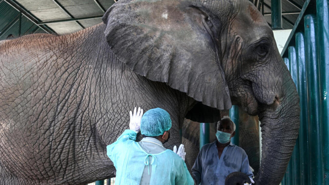 Pakistan: Eforturi pentru salvarea ultimilor doi elefanți de la zoo Karachi