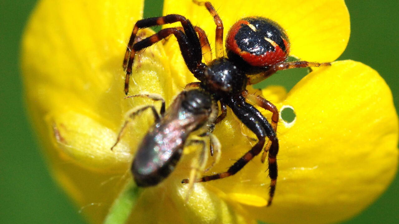 Mostra em Paris derruba mitos sobre aranhas - Ciência e Tecnologia