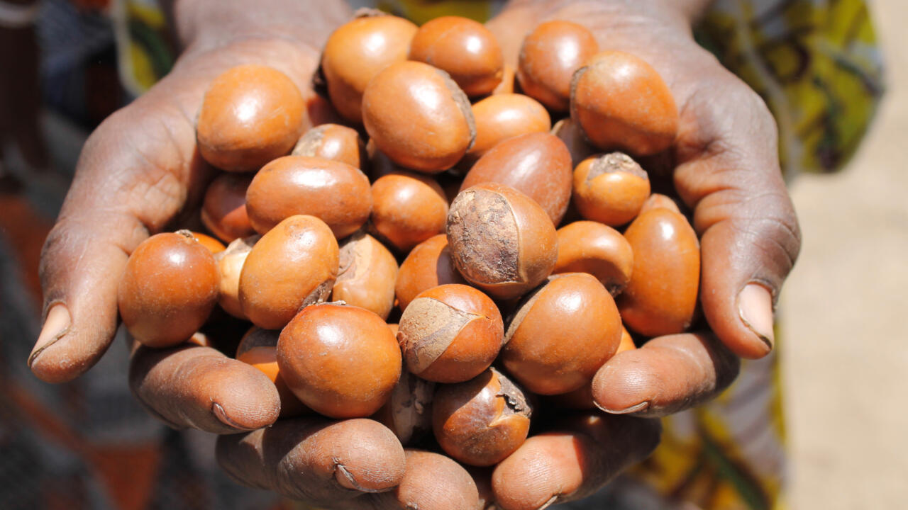 Nigeria: in Kaiama, the collapse of shea prices confirms the Nigerian ...