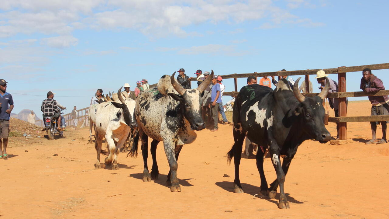 Madagascar: la viande de zébu plus chère à cause de la gronde des ...