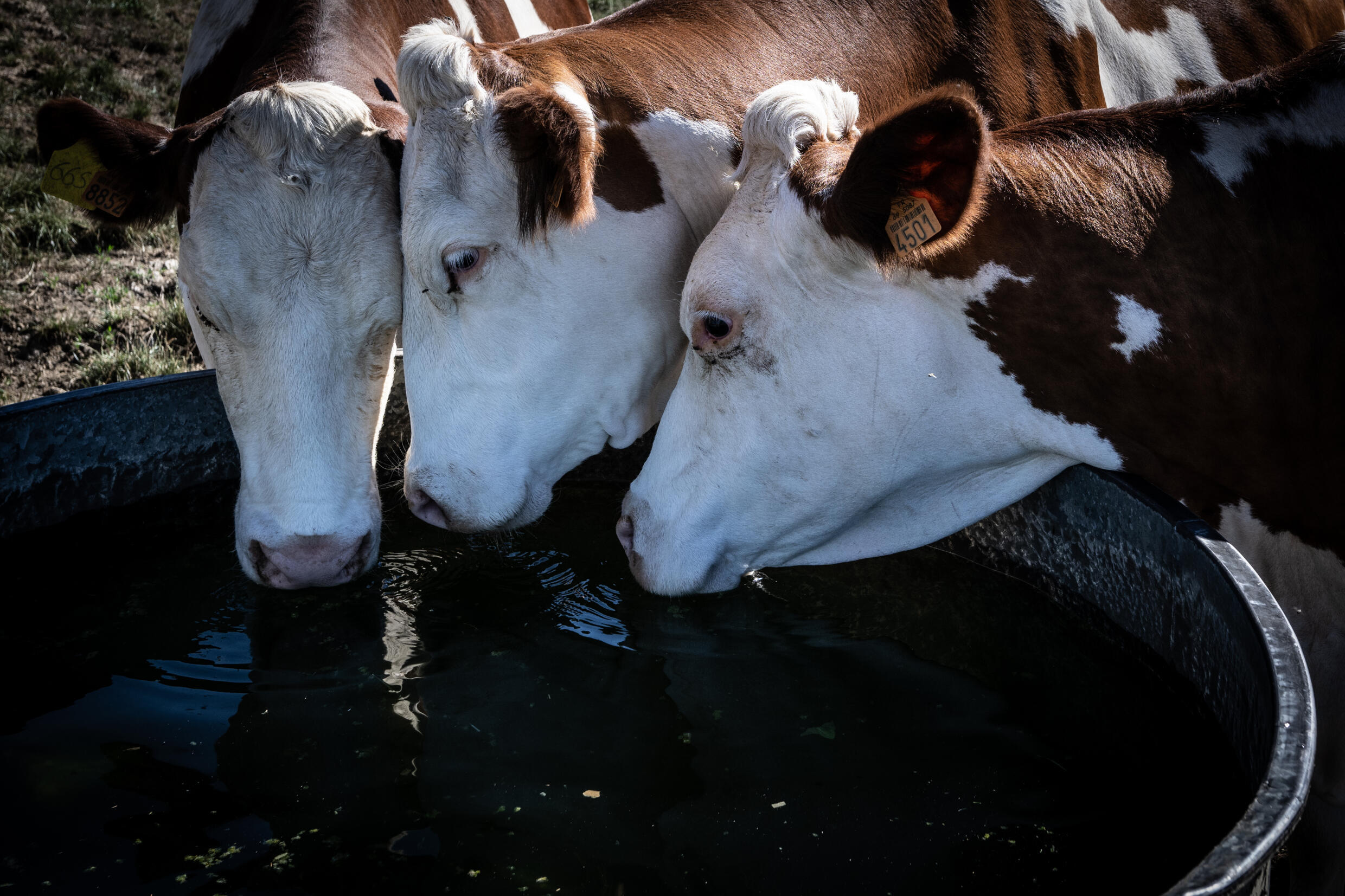 French farms use huge fans to keep dairy cows cool