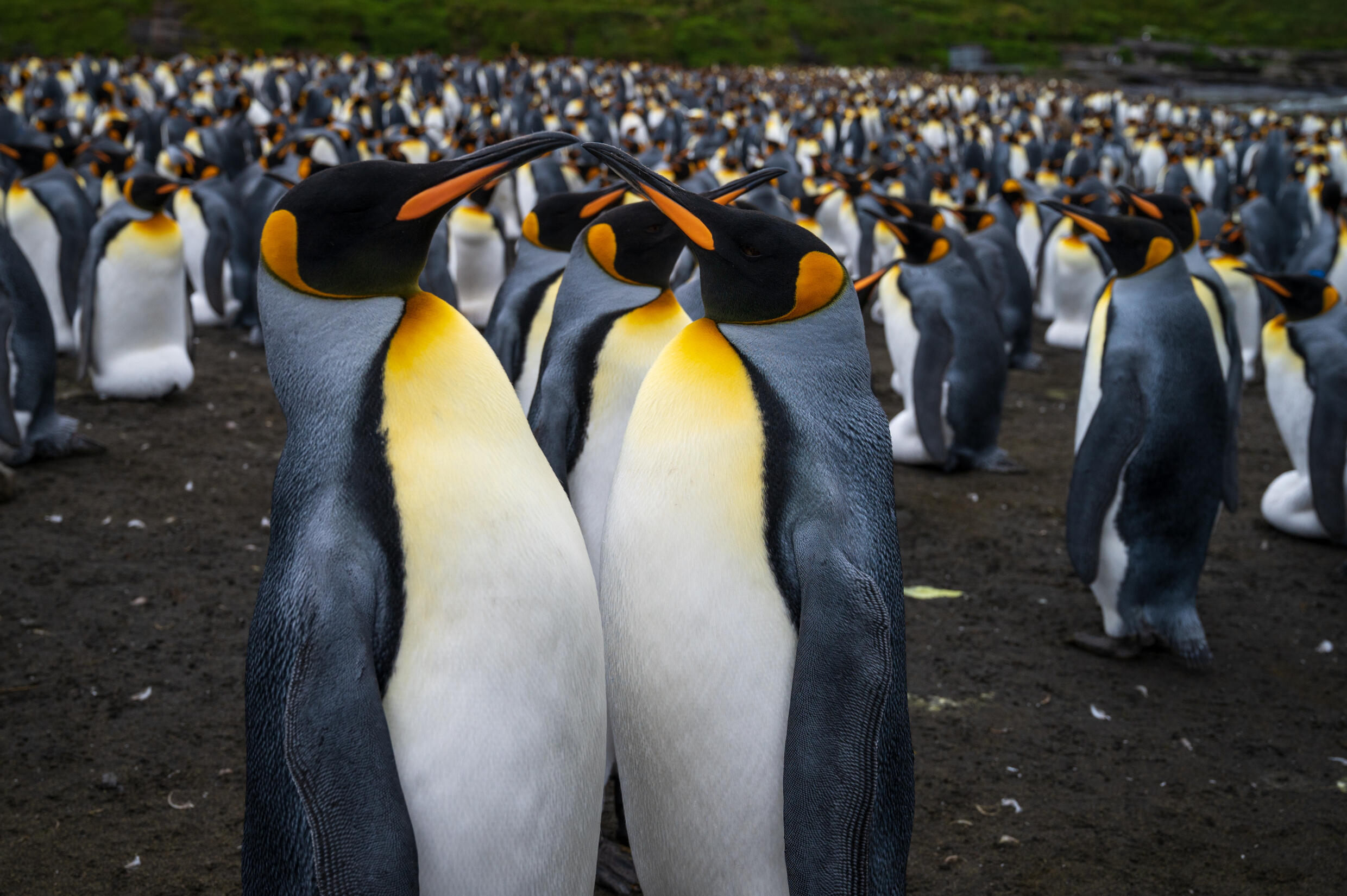 They survived the hunters: now king penguins face climate change