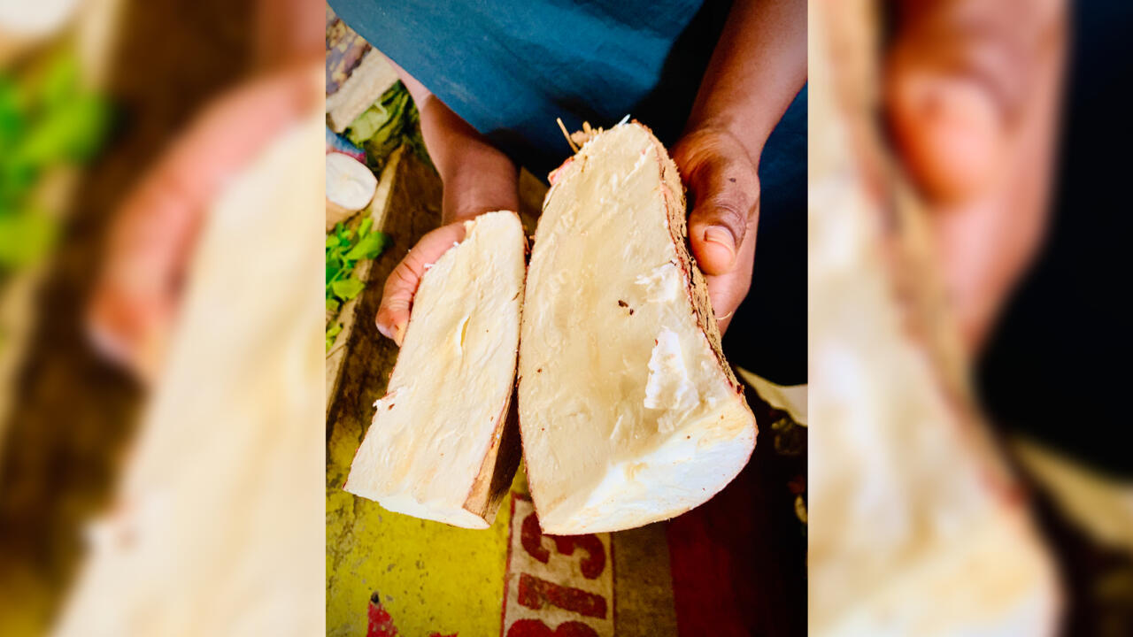 La manie du manioc - La vie ici