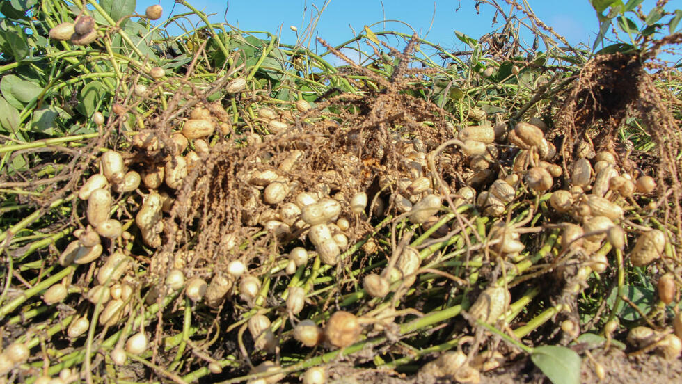 Centrafrique: à Paoua, l’insécurité menace le développement de la ...