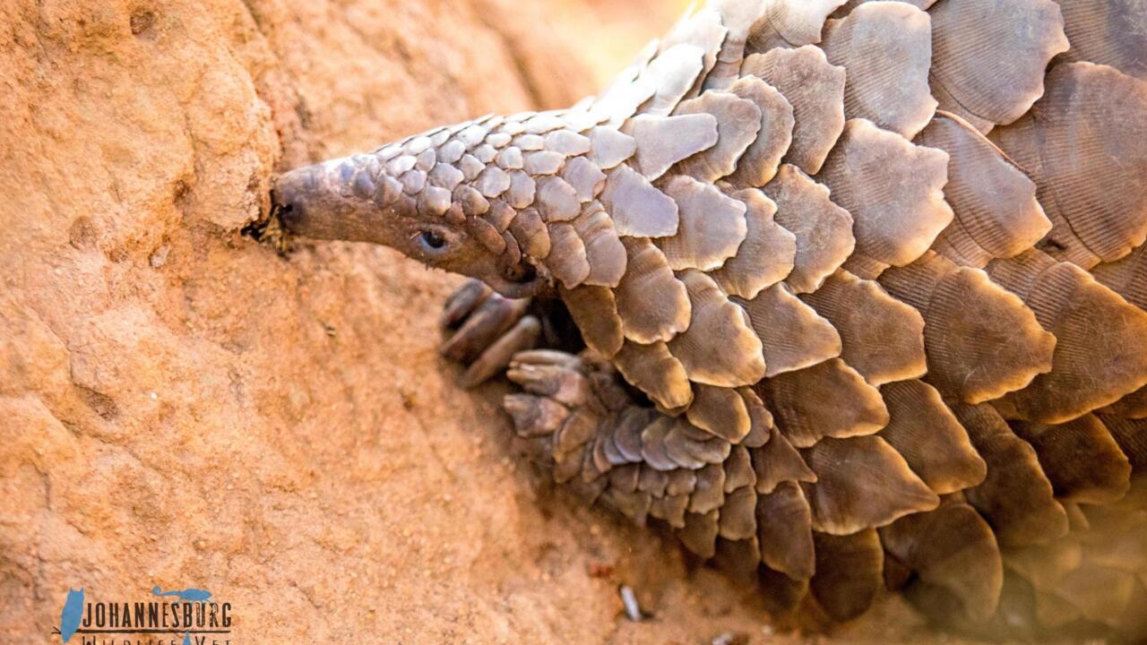 Pangolins in Gabon share burrows with bats in potential 'viral melting ...