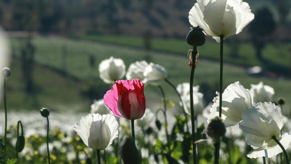 Opium poppy farming hits 10-year high in war-torn Myanmar