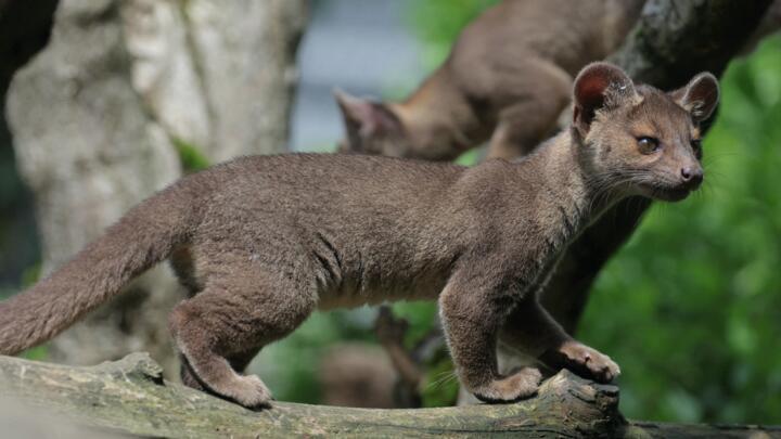 Rare fossa cubs born in Paris zoo as wild numbers shrink in Madagascar