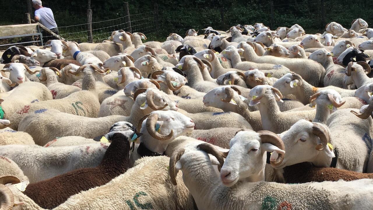 Bears drive sheep farmers to the edge in the Pyrénées: Pt.2