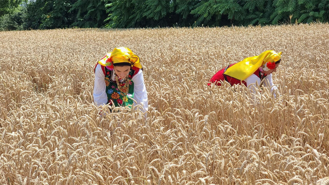 Ministrul bulgar al agriculturii speră ca importurile de grâu din ...