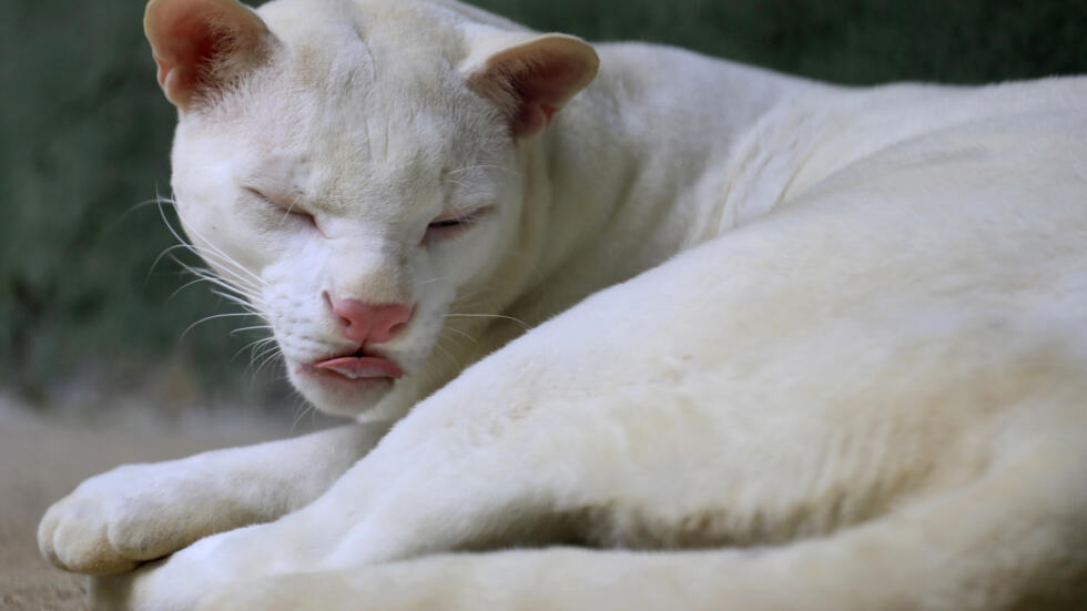 Colombie: découverte d'un ocelot albinos, conséquence de la déforestation