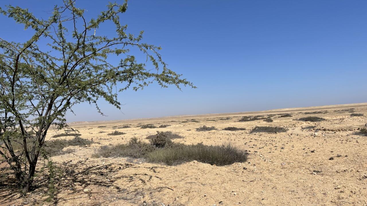 COP 28: Seca no sul de Angola obriga à deslocação de populações - Ciência