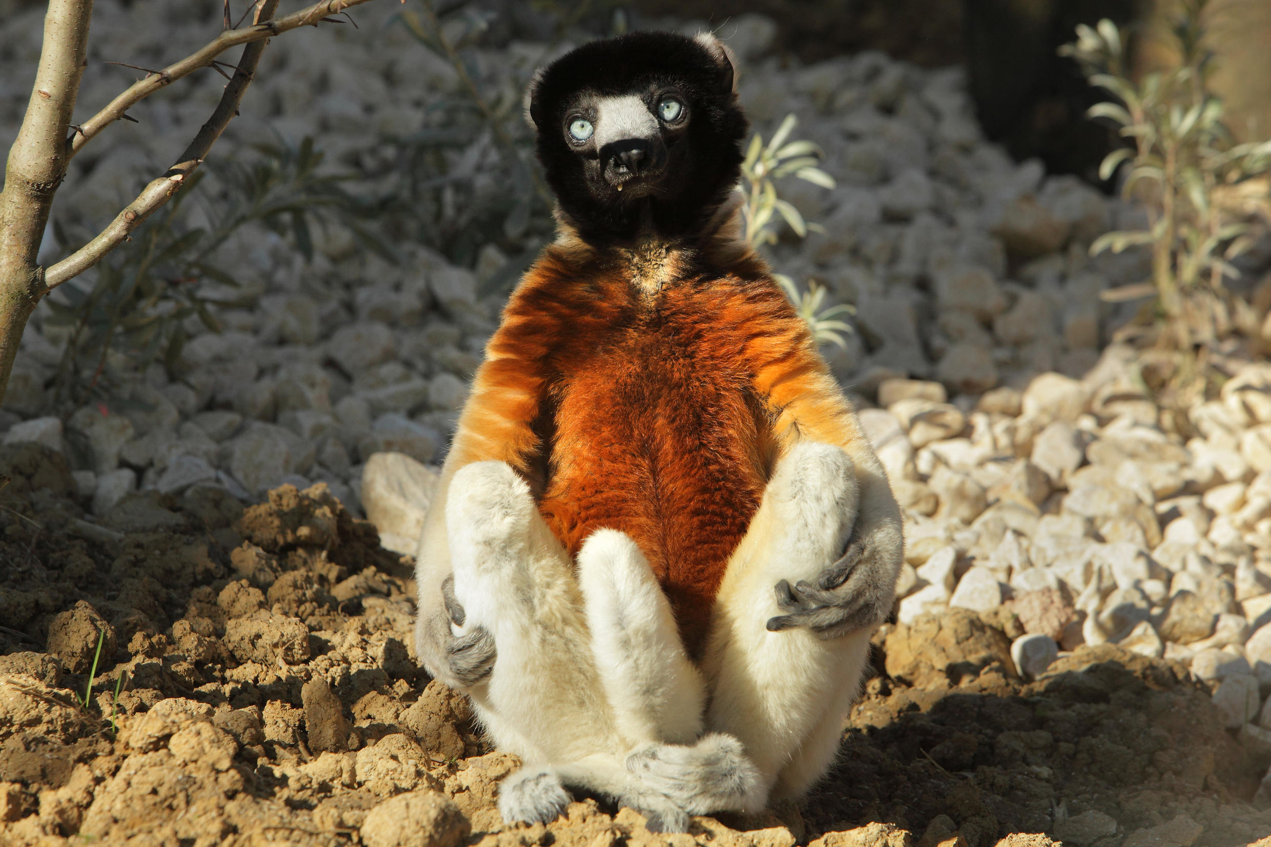 Reopened Paris zoo stresses animals' well-being and conservation