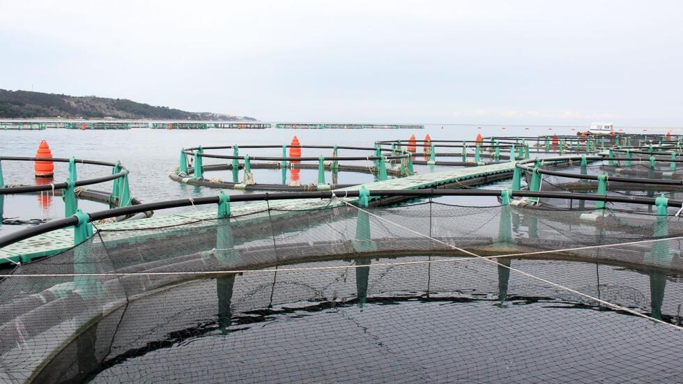 L’élevage artisanal de poissons sur la côte Adriatique slovène ...