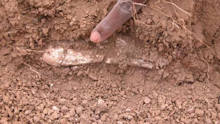 Découverte de l'ancêtre de Lucy en Ethiopie