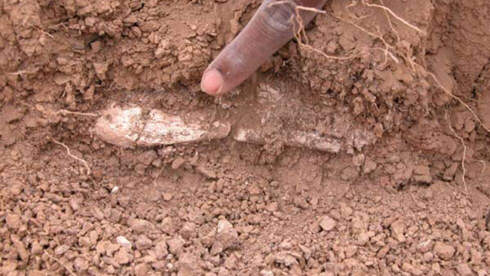 Découverte de l'ancêtre de Lucy en Ethiopie