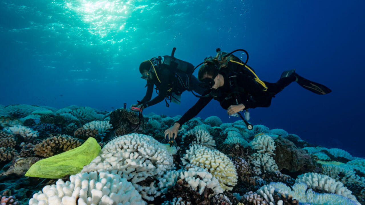 French Polynesia unveils world's largest marine protected zone - RFI