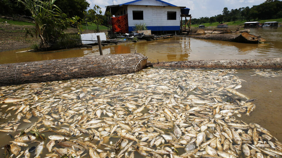 Sequía extrema en la Amazonía causa mortalidad masiva de peces - Vida ...