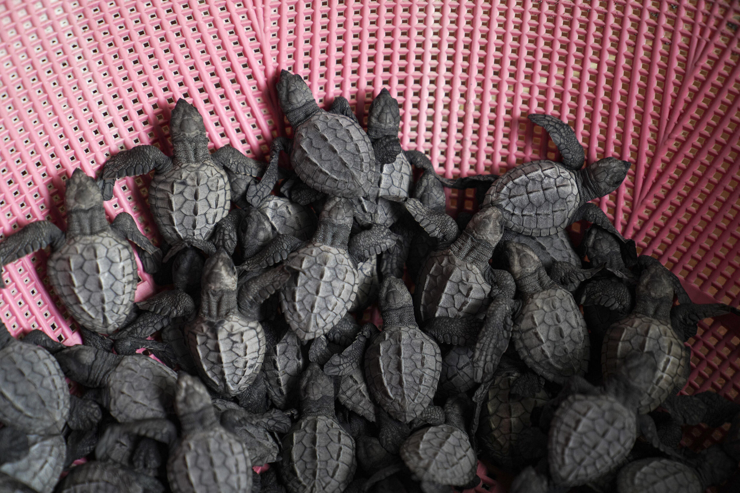 Liberan en playa de Nicaragua tortuguitas paslama, en riesgo de extinción