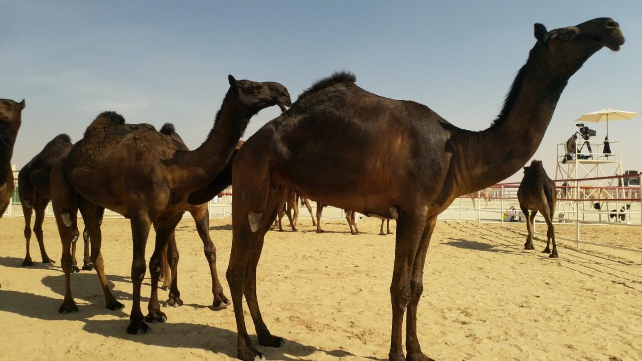 Tarihin fataucin larabawa a nahiyar Afrika musamman yankin hausawa - Al ...